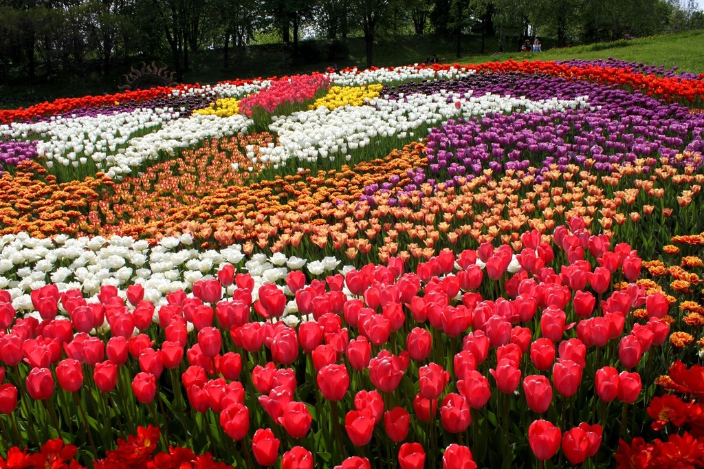 tulpan-main